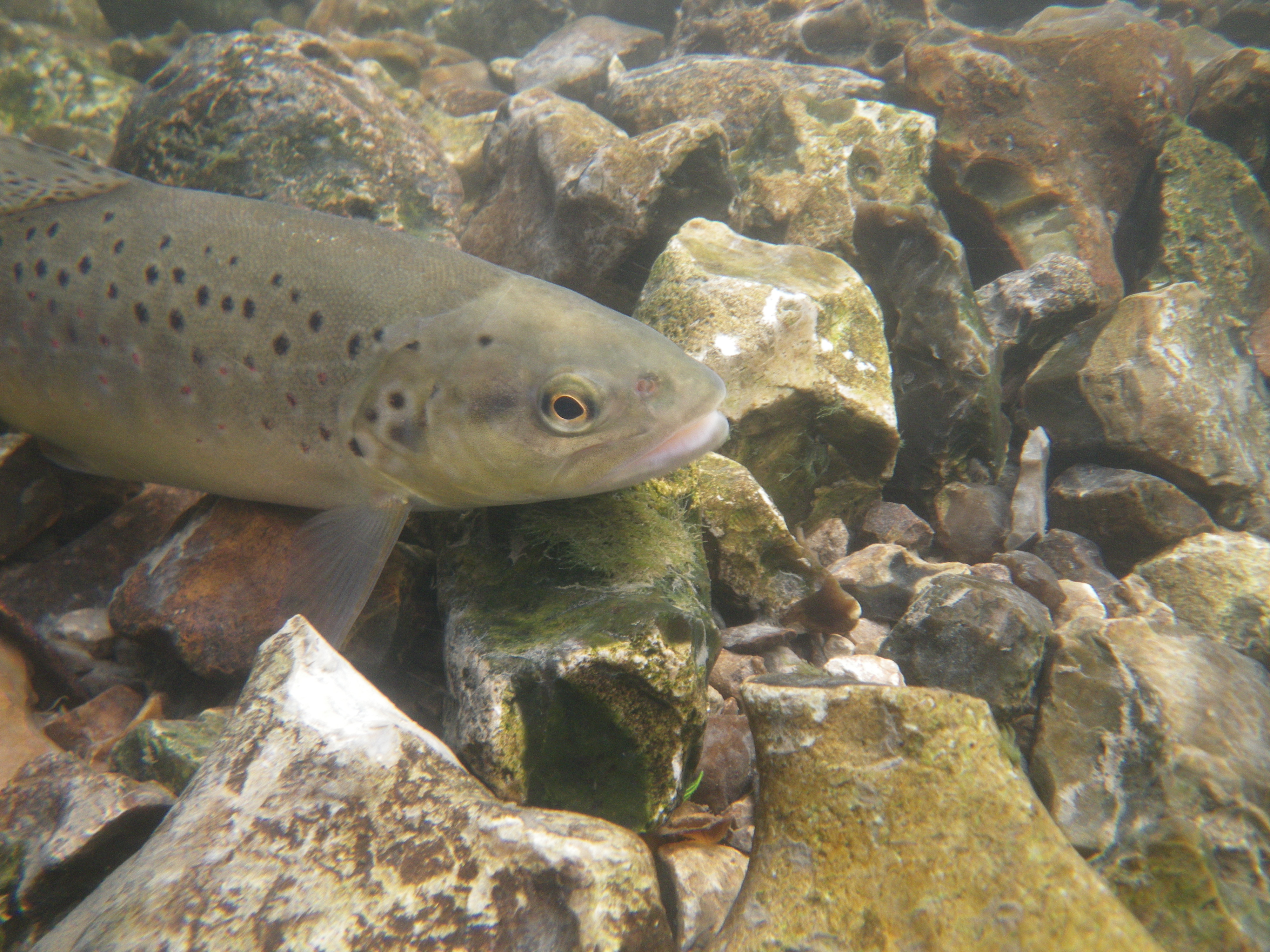 Connaissez-vous la truite fario ? - Fédération de pêche du Pas-de ...